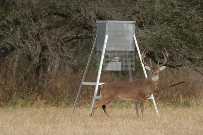How To Properly Use A Deer Feeder: 10 Tips For Beginner Hunters - Local ...