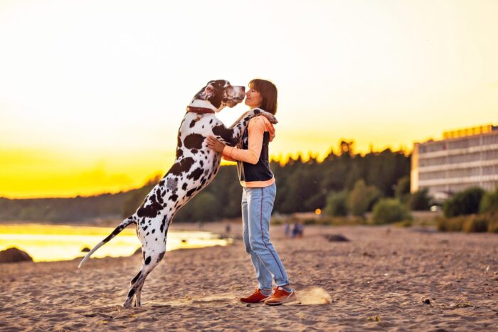 6 Perfect Dog Breeds for First-Time Owners - Local 8 Now