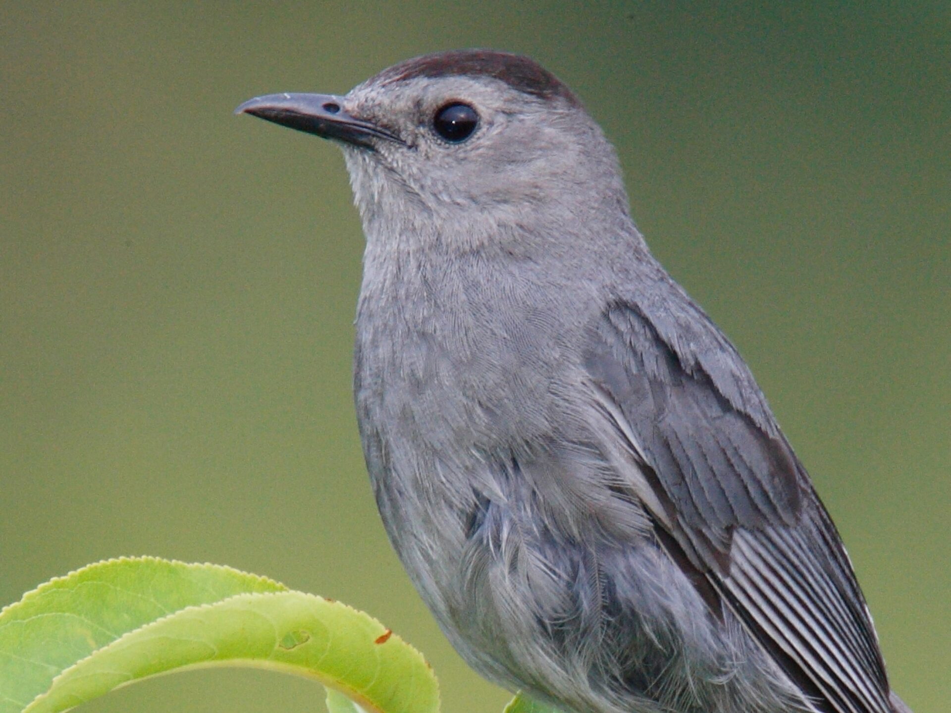 Small Birds in Maryland and Where to Find Them - Local 8 Now